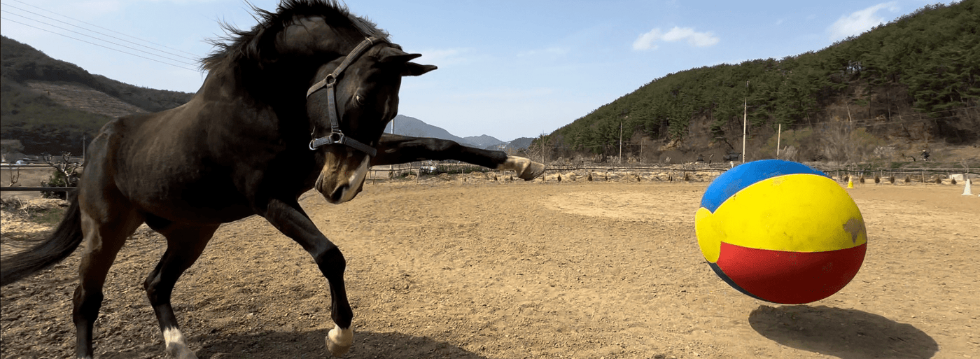 Horsemen's Pride | Home of the Jolly Ball®